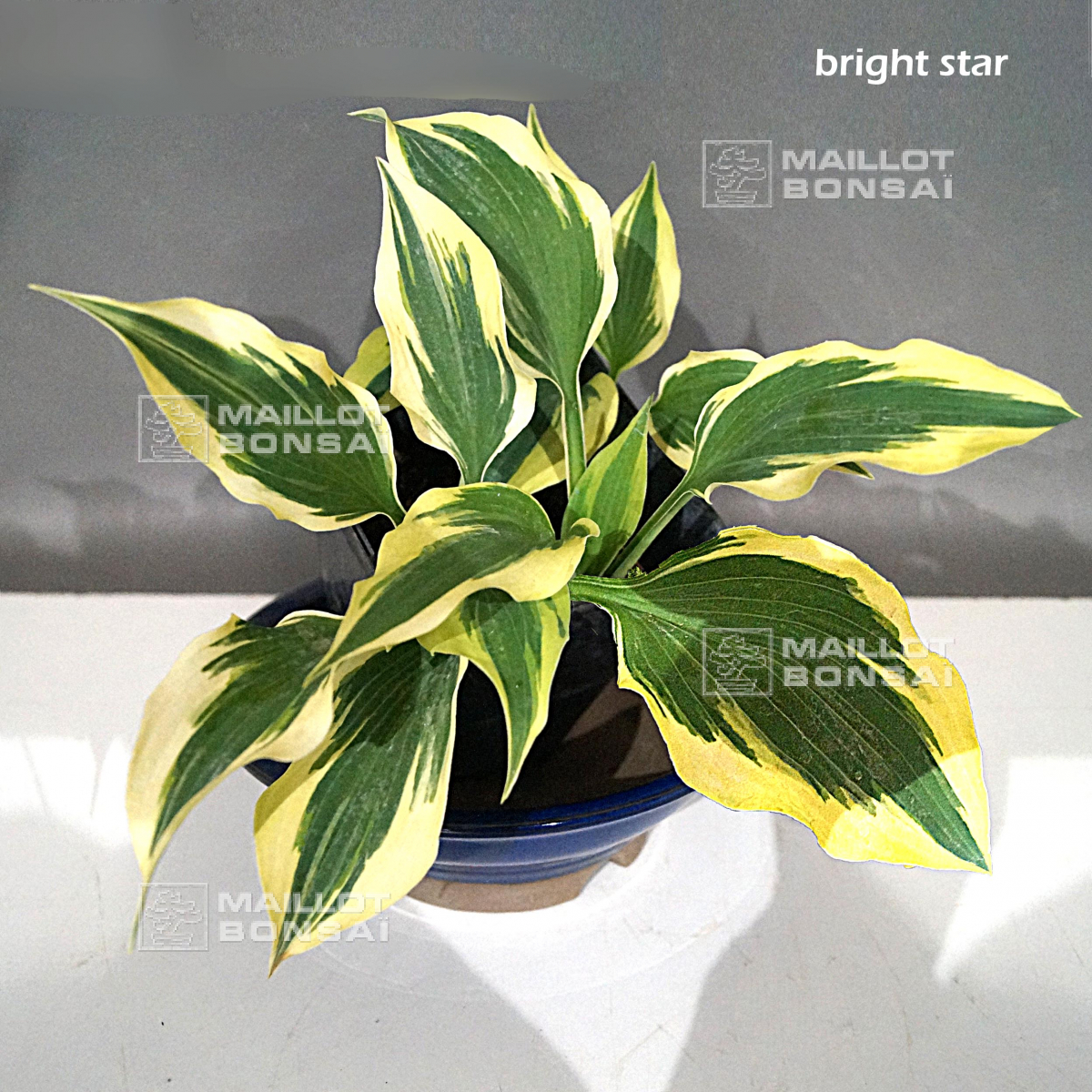 Hostas Hosta Bright star de Maillot-Bonsaï - La boutique MAILLOT-BONSAI