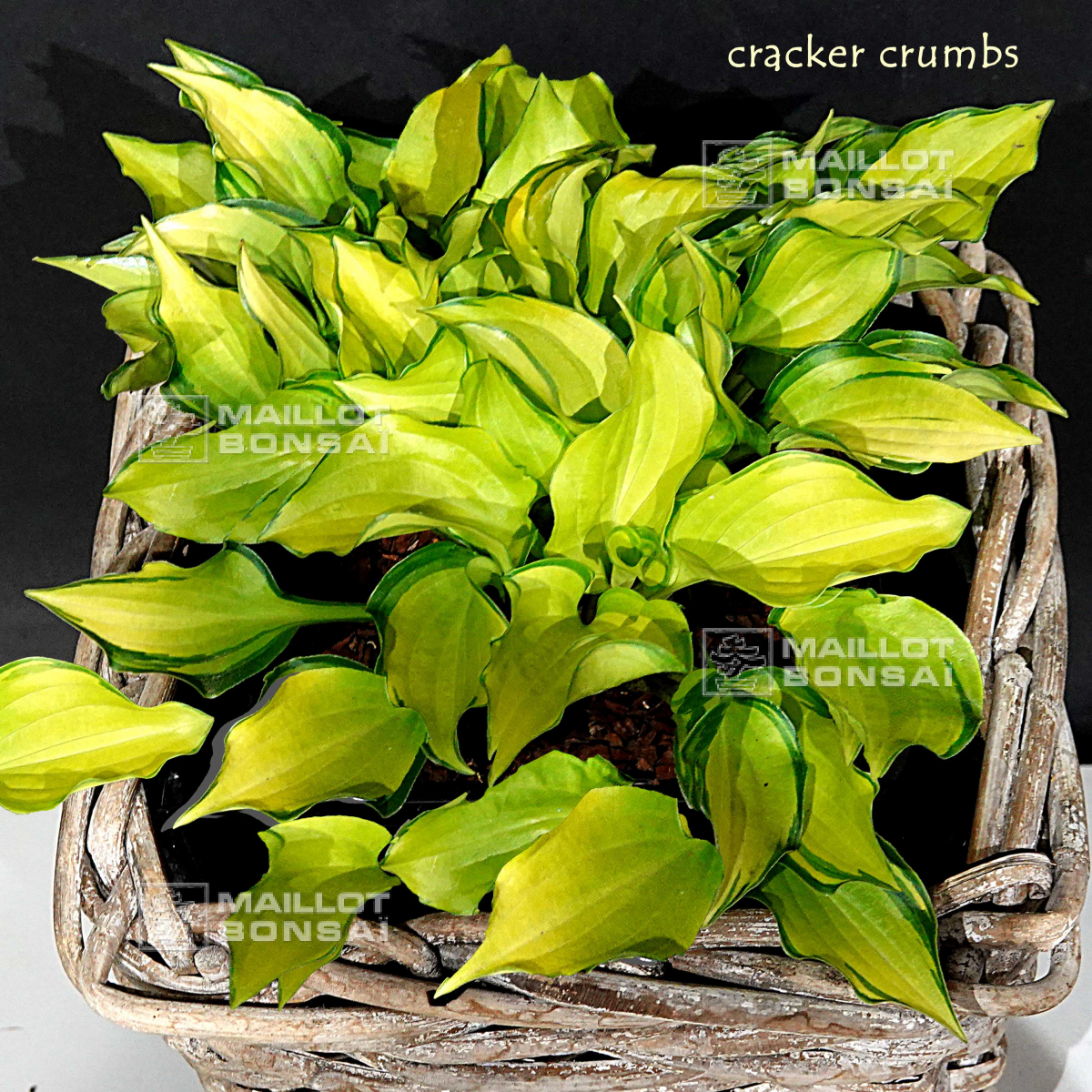 Hostas Hosta Cracker crumbs de Maillot-Bonsaï - La boutique MAILLOT-BONSAI