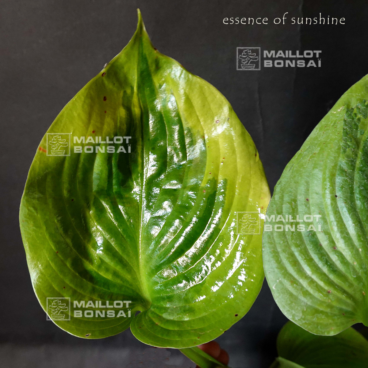 Hostas Hosta Essence of sunset de Maillot-Bonsaï - La boutique MAILLOT ...