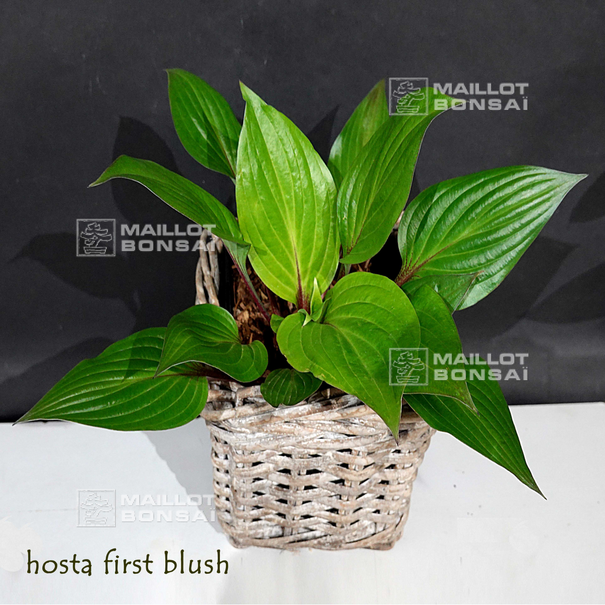 Hostas Hosta First blush from Maillot-Bonsaï - The store MAILLOT-BONSAI