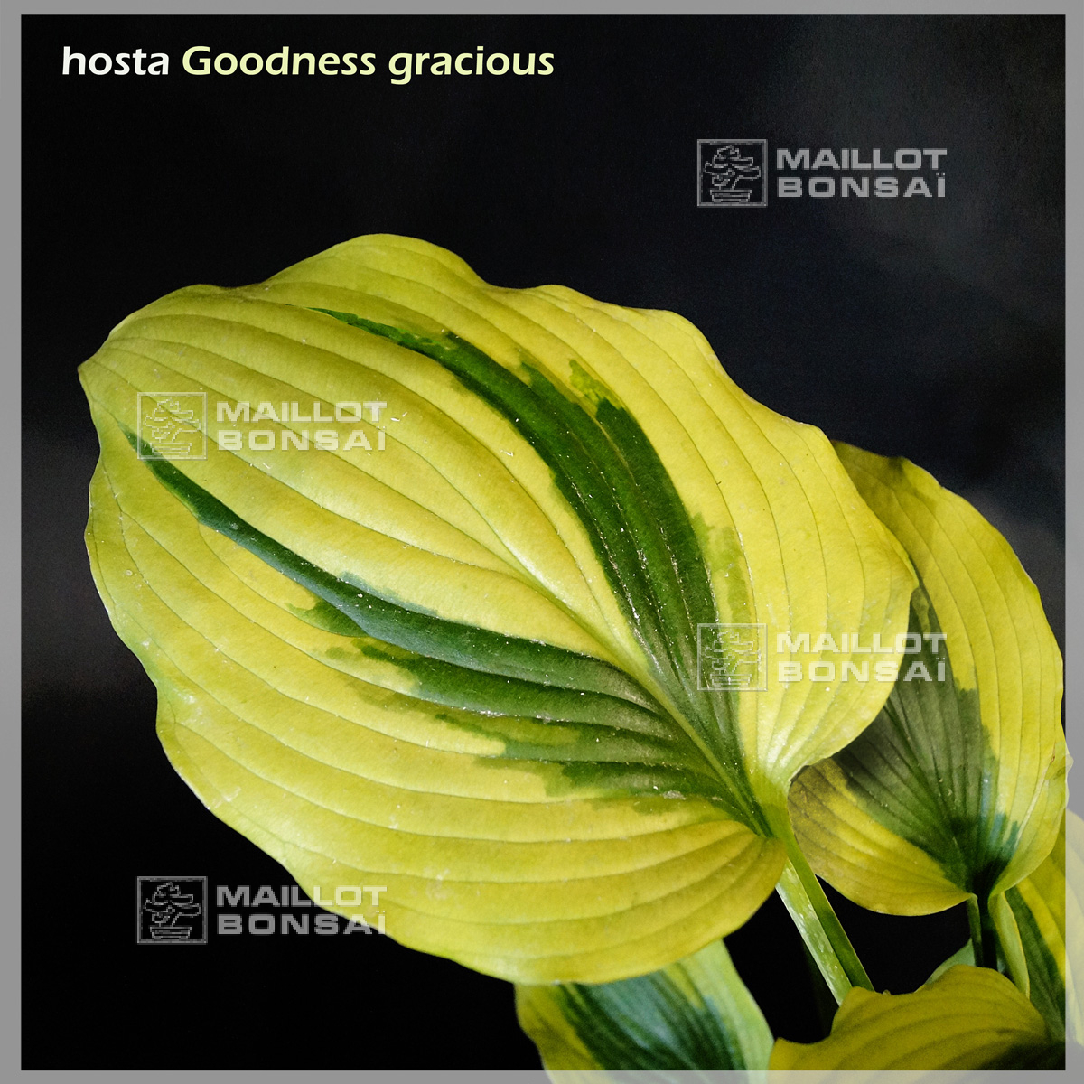 Hostas Hosta Goodness gracious de Maillot-Bonsaï - La boutique MAILLOT ...