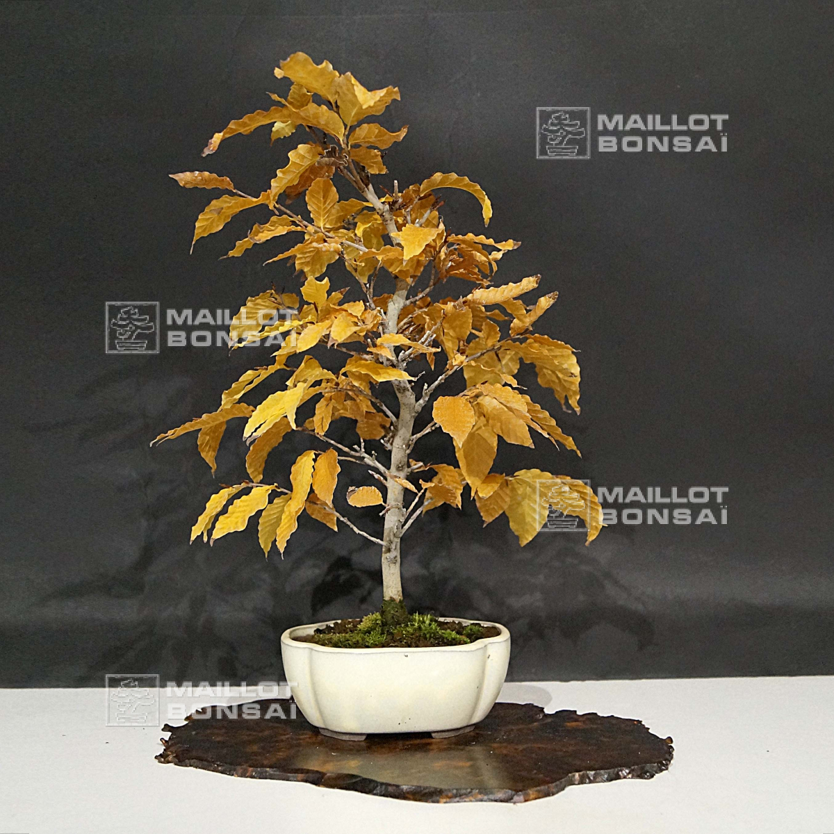 Deciduous bonsai fagus crenata 22100216 from Maillot-Bonsaï - The store ...