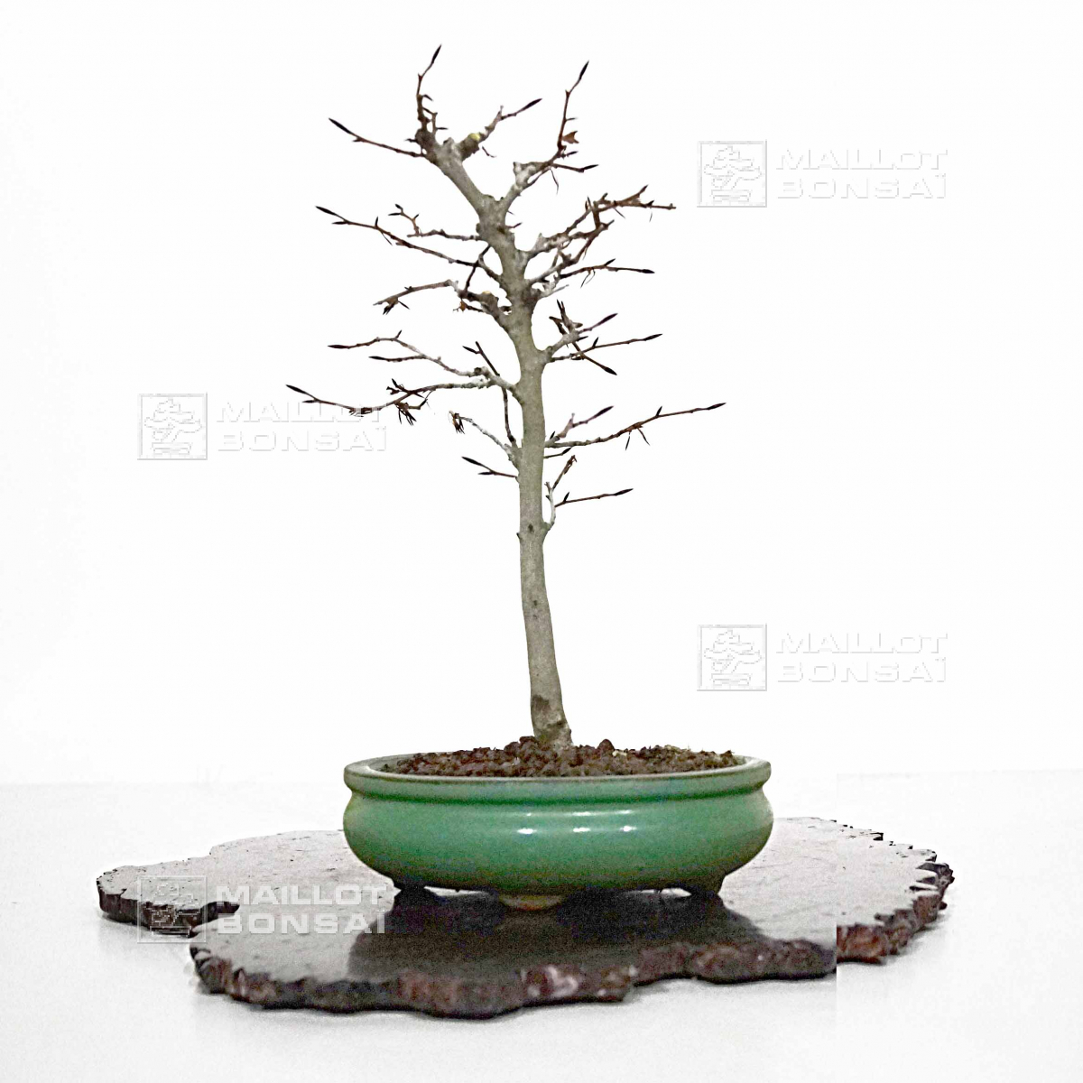 Deciduous bonsai PT fagus crenata 24020223 from Maillot-Bonsaï - The ...