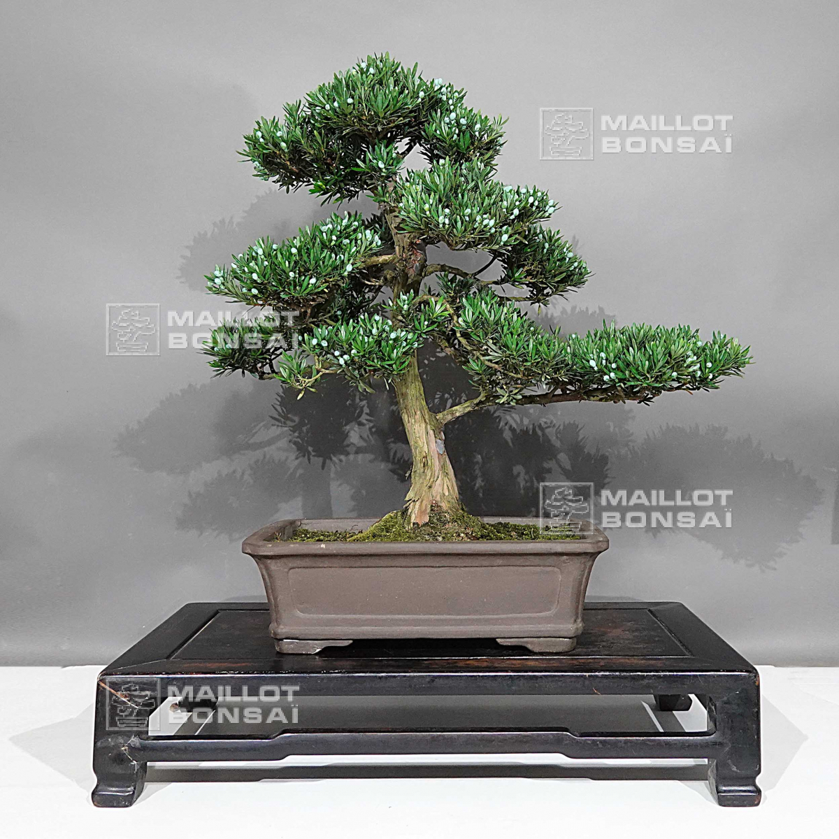 Bonsaï d'intérieur VENDU Podocarpus microphylla 22070221 de Maillot ...