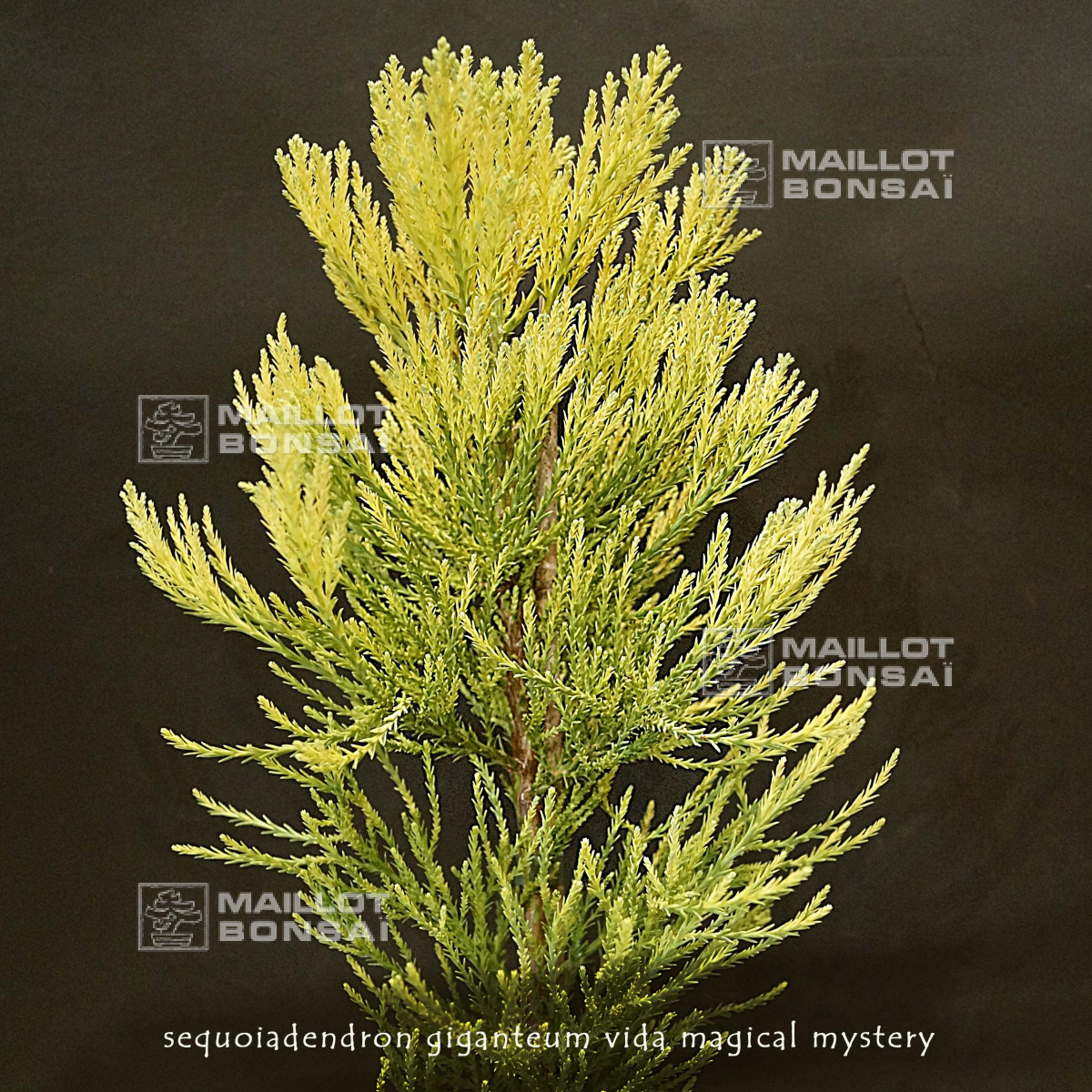 Plants de pépinière sequoiadendron giganteum vida magical mistery de ...