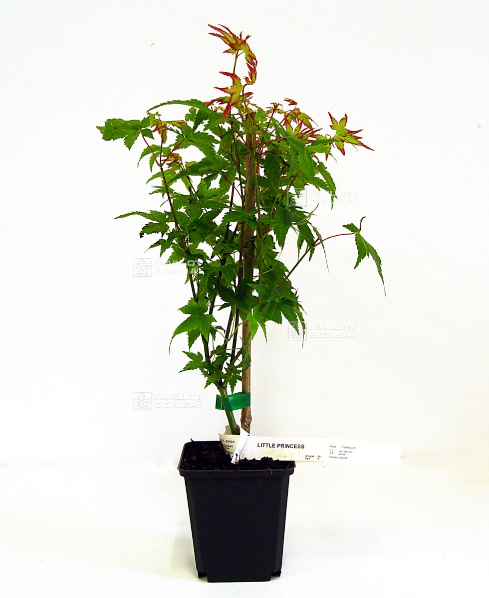 Young trees Acer palmatum 'Little Princess' from Maillot-Bonsaï - The ...