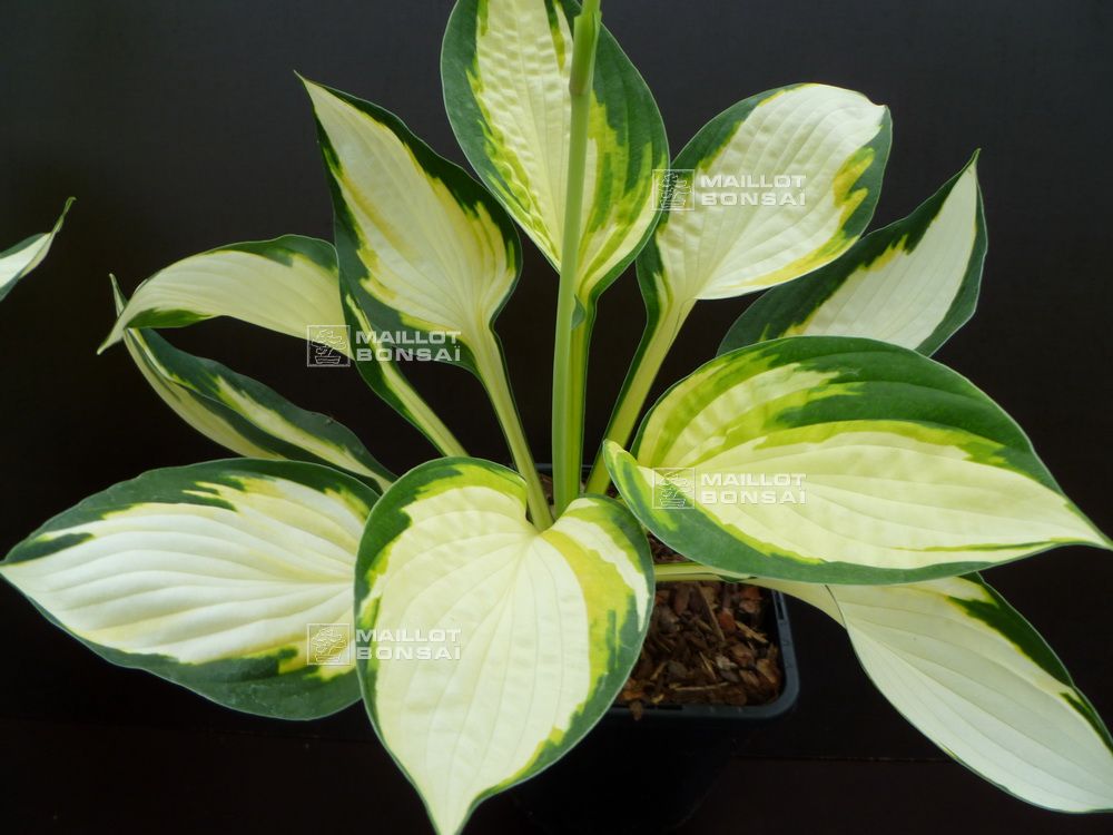 Hostas Hosta Color festival from Maillot-Bonsaï - The store MAILLOT-BONSAI