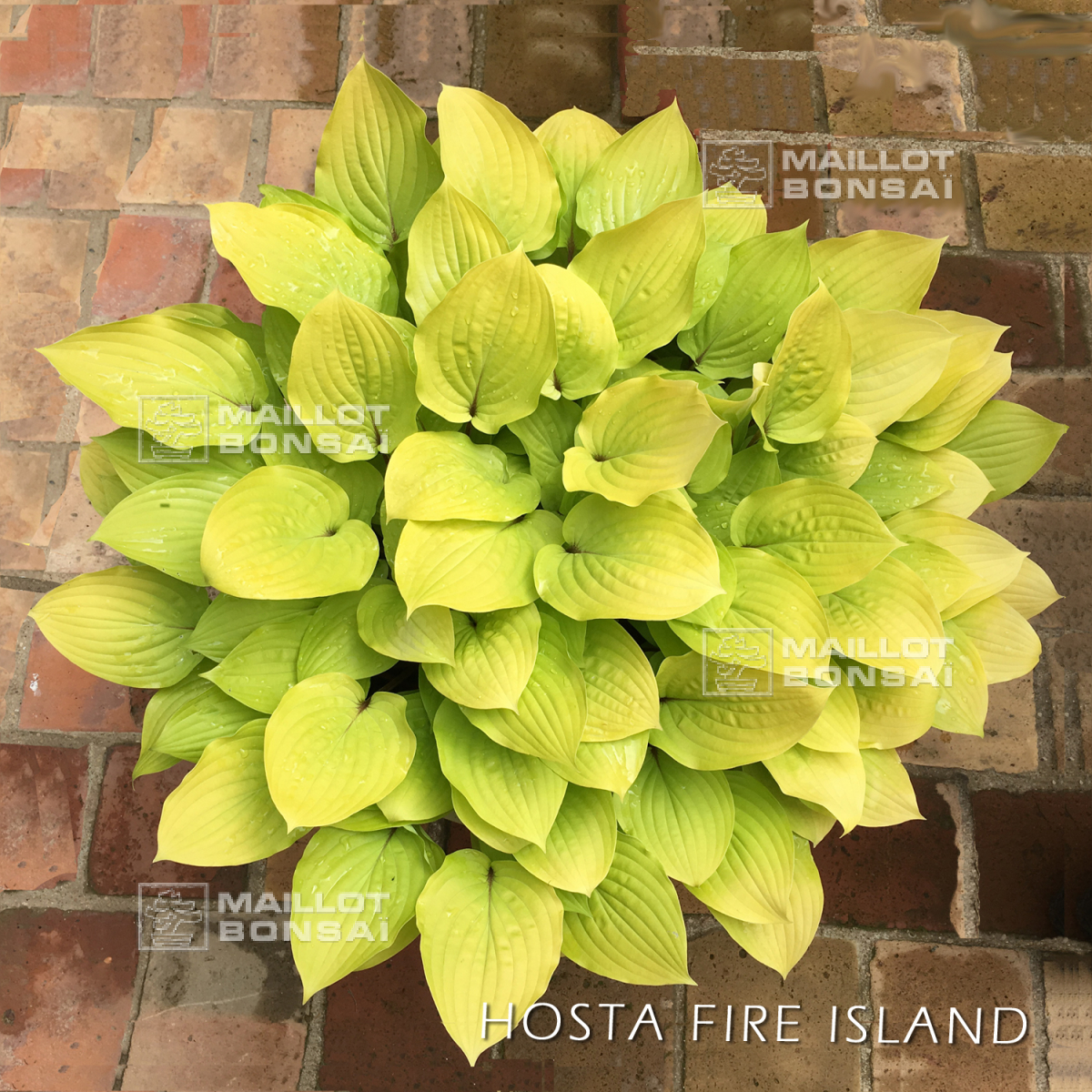 Hostas Hosta Fire island de Maillot-Bonsaï - La boutique MAILLOT-BONSAI