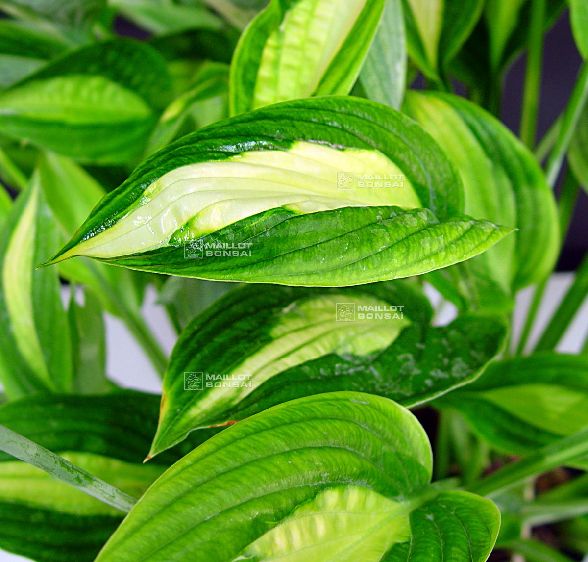 Hostas Hosta Kiwi full monty de Maillot-Bonsaï - La boutique MAILLOT-BONSAI