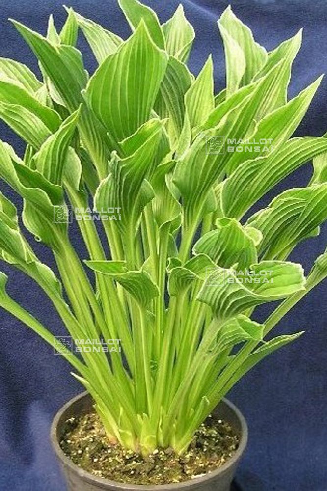 Hostas Hosta Praying hands de Maillot-Bonsaï - La boutique MAILLOT-BONSAI