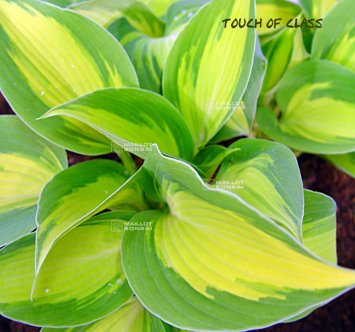 Hostas Hosta Touch of class de Maillot-Bonsaï - La boutique MAILLOT-BONSAI