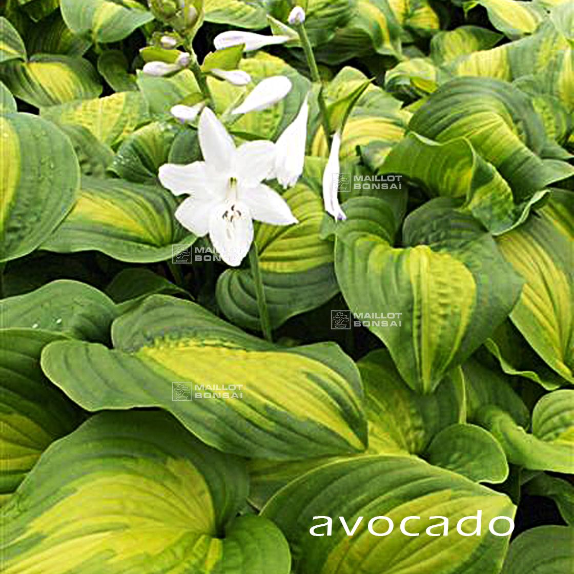 Hostas Hosta Avocado de Maillot-Bonsaï - La boutique MAILLOT-BONSAI