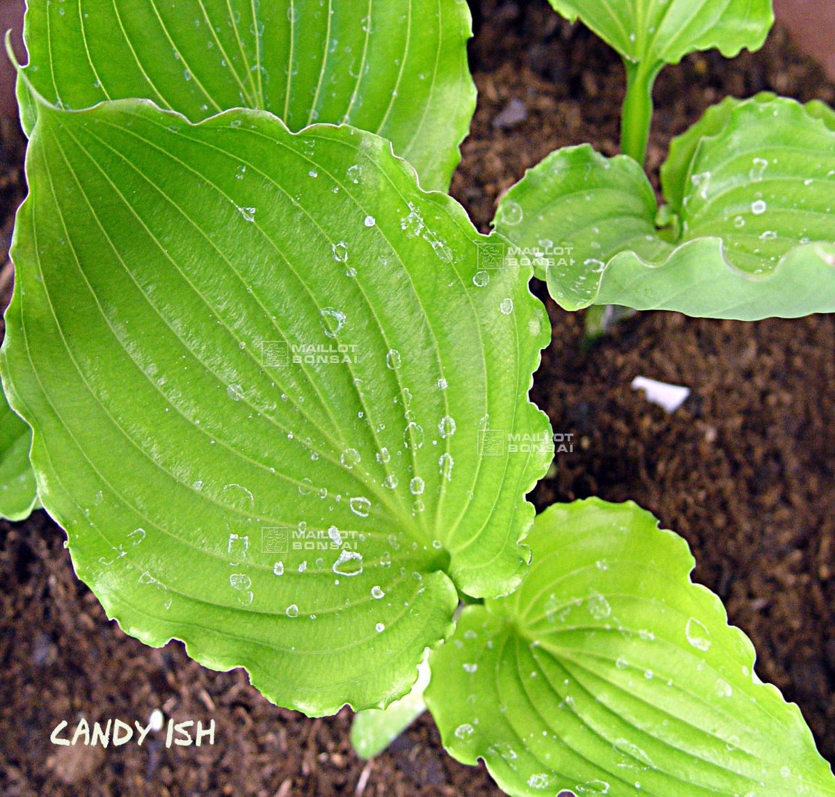 Hostas Hosta Candy dish de Maillot-Bonsaï - La boutique MAILLOT-BONSAI