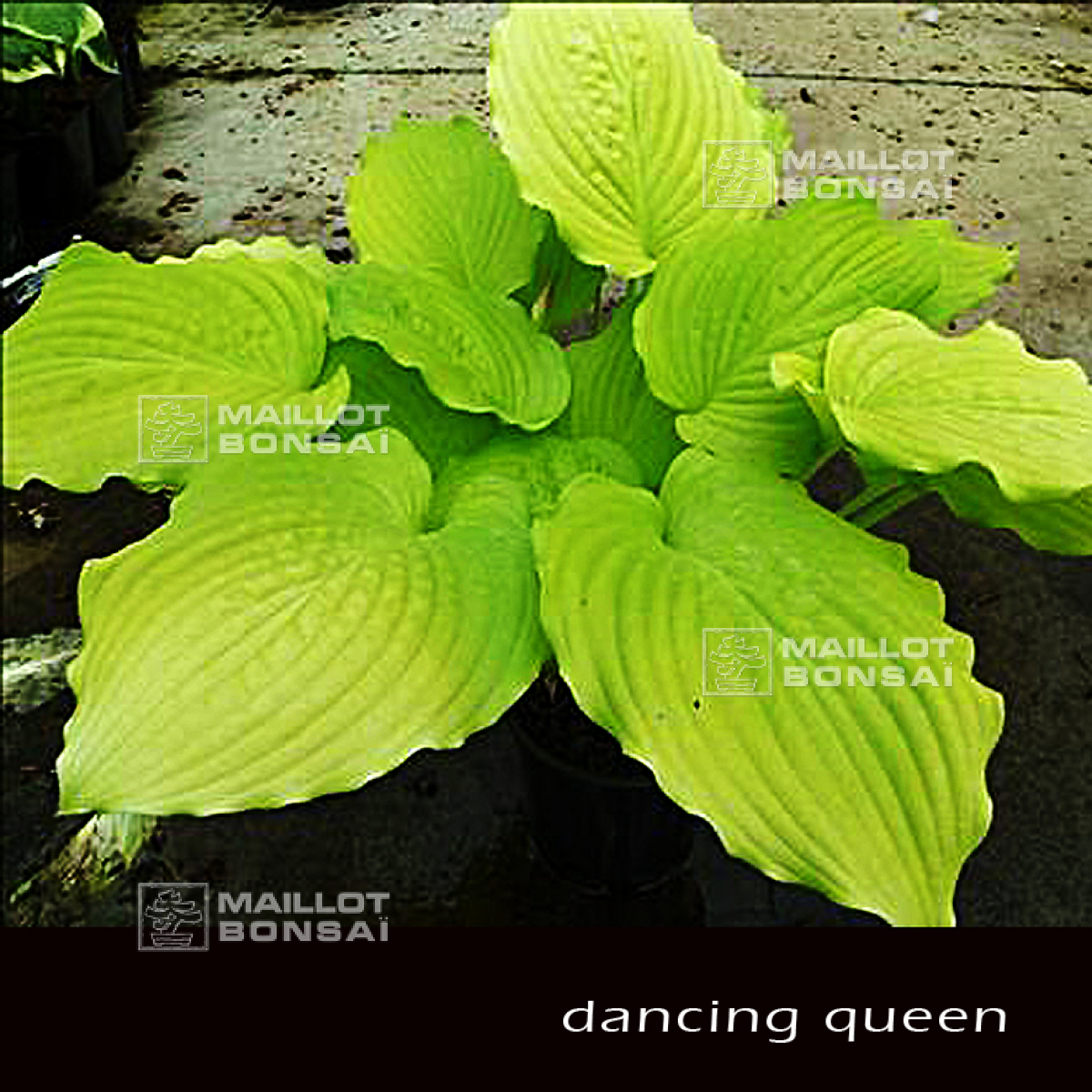 Hostas Hosta Dancing queen de Maillot-Bonsaï - La boutique MAILLOT-BONSAI