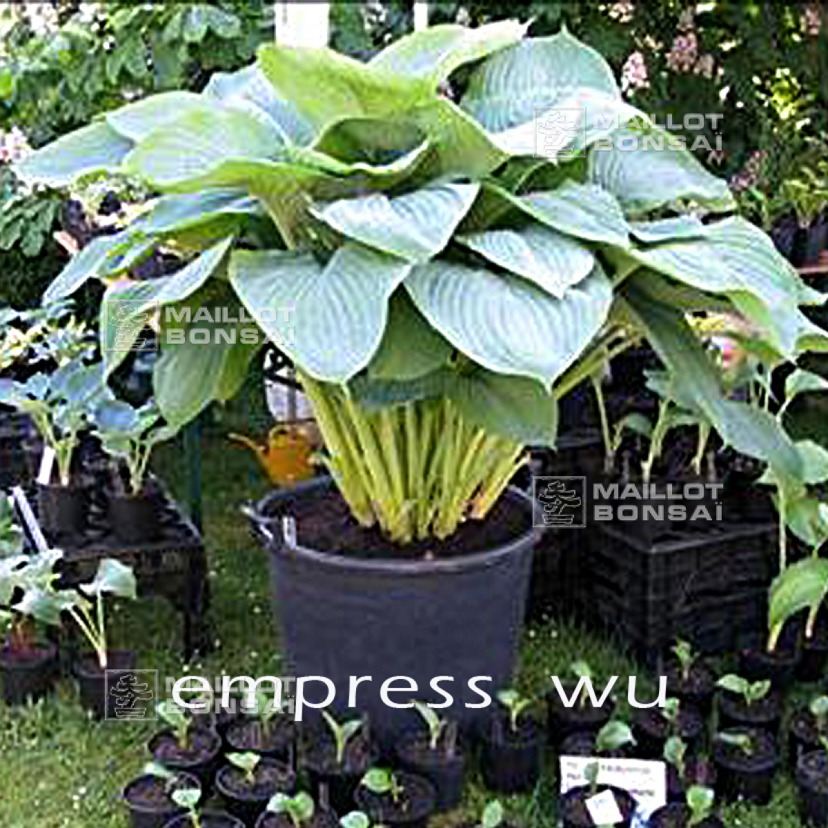 Hostas Hosta Empress wu de Maillot-Bonsaï - La boutique MAILLOT-BONSAI