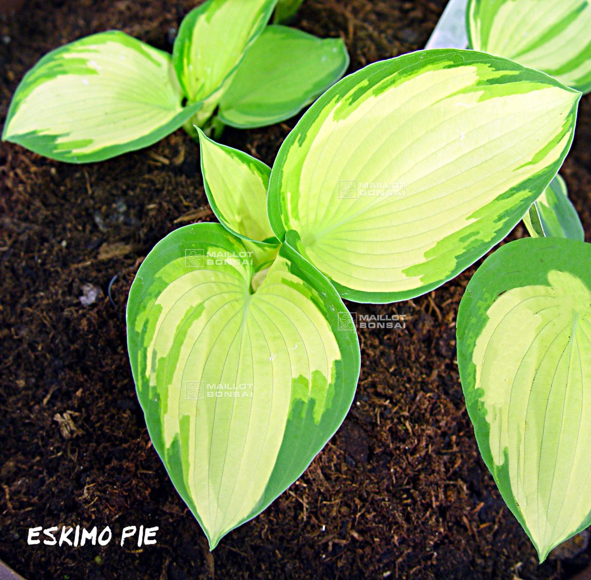 Hostas Hosta Eskimo pie de Maillot-Bonsaï - La boutique MAILLOT-BONSAI