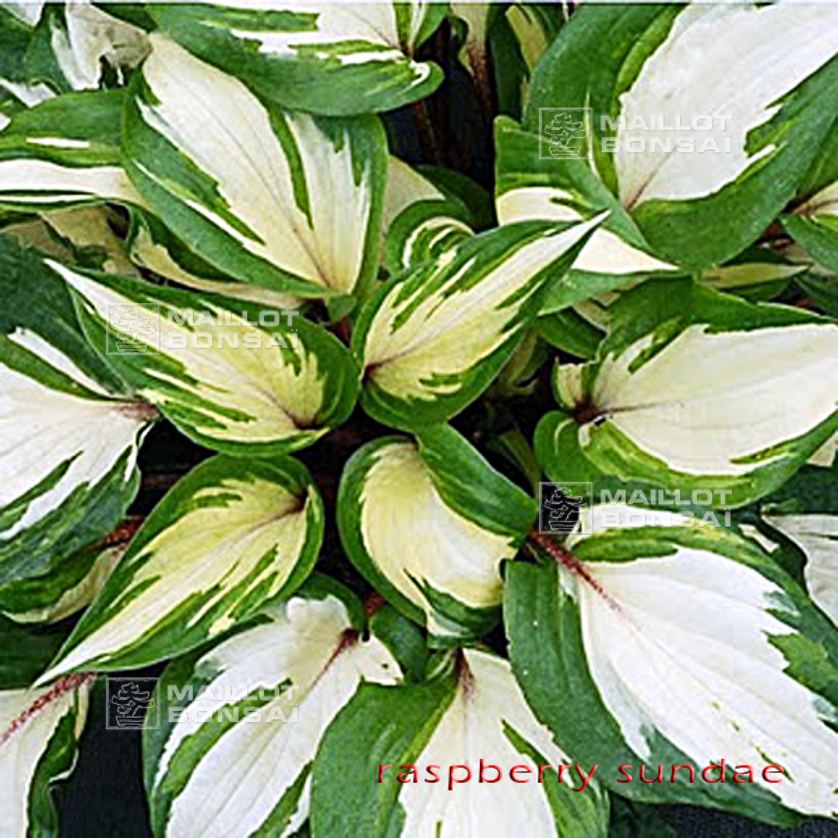 Hostas Hosta Raspberry sundae from Maillot-Bonsaï - The store MAILLOT ...