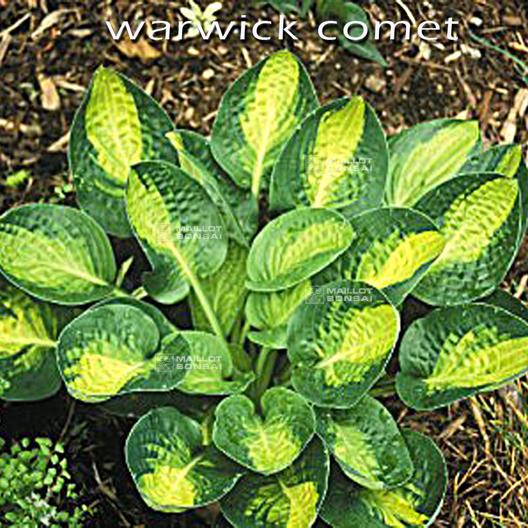 Hostas Hosta Warwick comet de Maillot-Bonsaï - La boutique MAILLOT-BONSAI