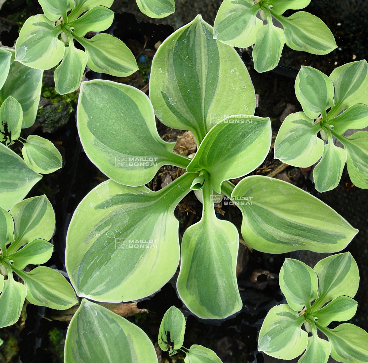 Hostas Hosta Lucky mouse ears from Maillot-Bonsaï - The store MAILLOT ...