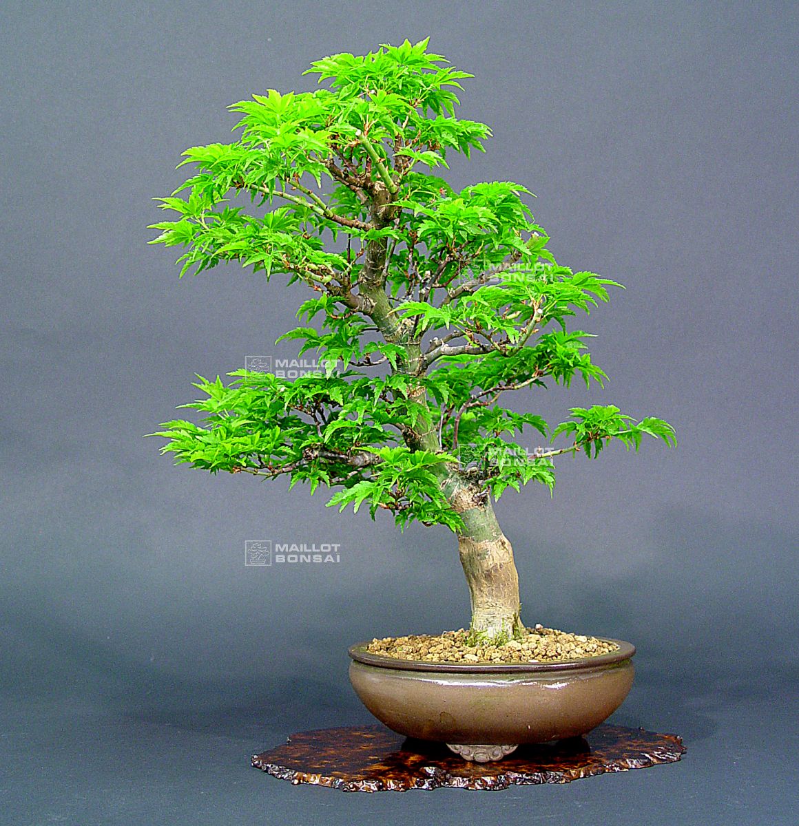 Deciduous bonsai Acer palmatum shishigashira ref : 170401315 from ...