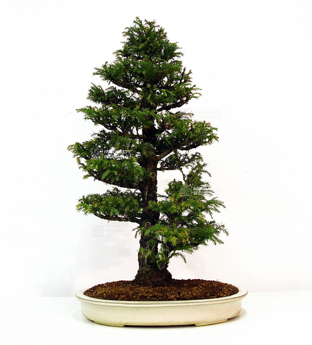 Bonsai masterpieces cryptomeria japonica bonsai ref: 14020147 from ...