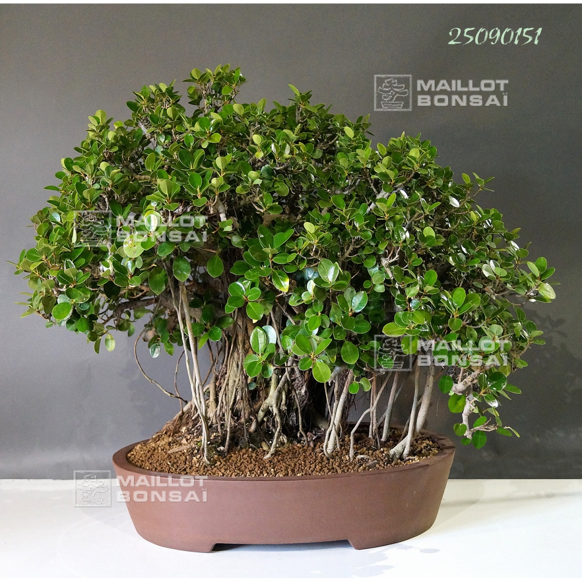 Bonsaï d'intérieur VENDU ficus formosana bonsai ref : 25090151 de ...