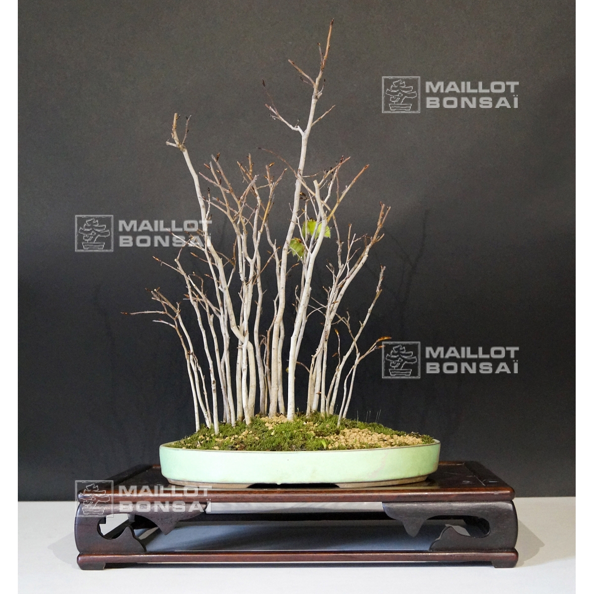 Deciduous bonsai fagus crenata beech forest bonsai ref: 24020163 from ...